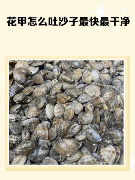 花甲怎么吐沙最干净_花甲吐沙最快的方法-第2张图片-山城妙识