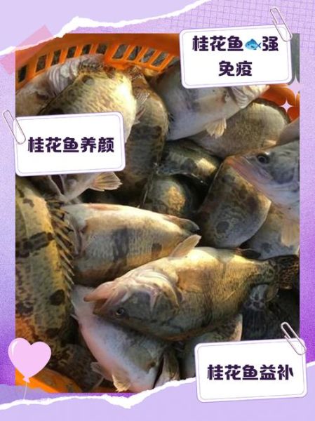 桂花鱼的营养价值_桂花鱼的功效与作用-第3张图片-山城妙识