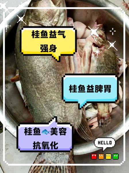 桂花鱼的营养价值_桂花鱼的功效与作用-第2张图片-山城妙识