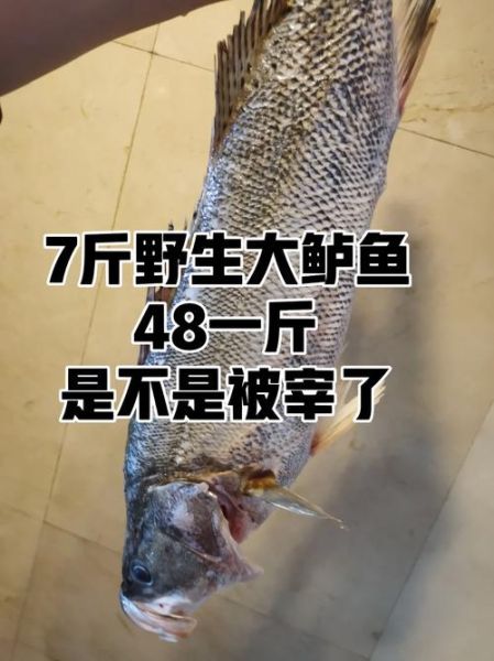 北京鲈鱼多少钱一斤_北京鲈鱼最新价格-第1张图片-山城妙识