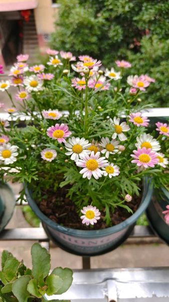 玛格丽特花图片大全_玛格丽特花怎么养-第3张图片-山城妙识