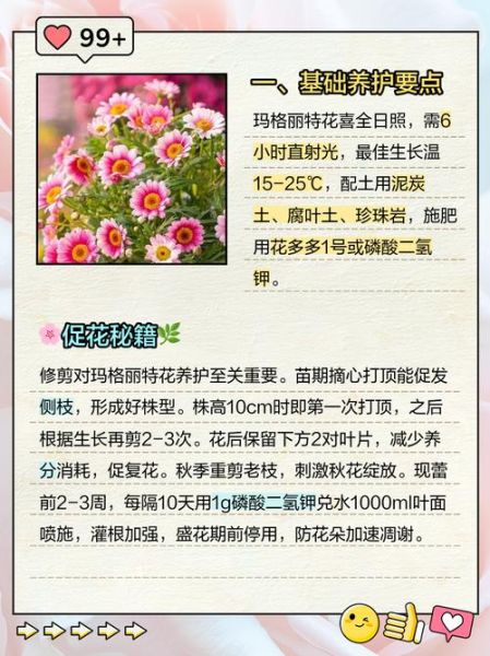 玛格丽特花图片大全_玛格丽特花怎么养-第2张图片-山城妙识