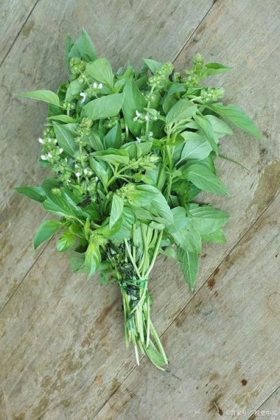 金不换叶子图片_金不换叶子长什么样-第1张图片-山城妙识