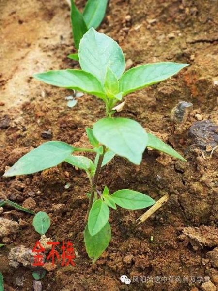 金不换叶子图片_金不换叶子长什么样-第2张图片-山城妙识