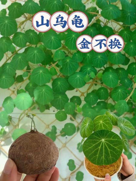 金不换叶子图片_金不换叶子长什么样-第3张图片-山城妙识