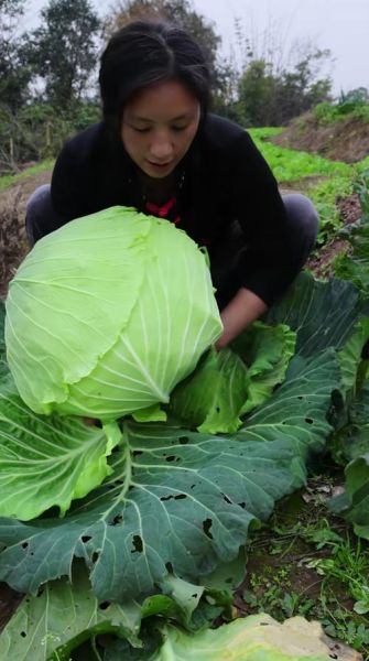 圆白菜是什么菜_圆白菜和包菜的区别-第3张图片-山城妙识