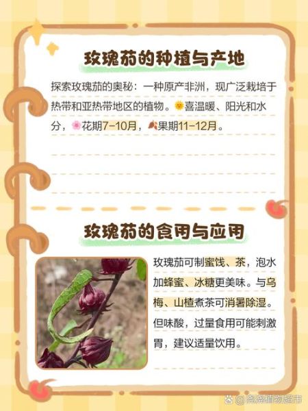 玫瑰茄怎么读_玫瑰茄的功效与作用-第1张图片-山城妙识