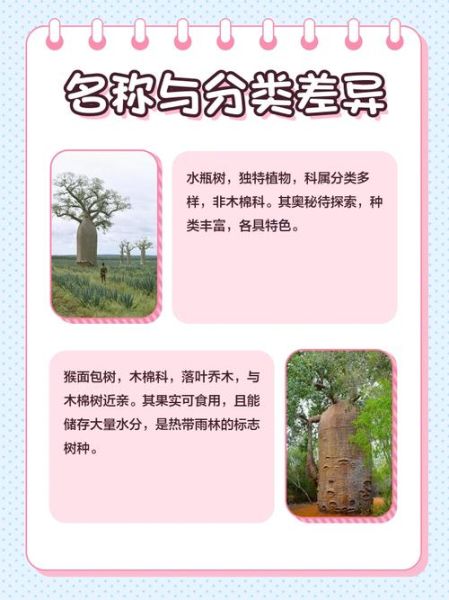 面包树和猴面包树区别_如何一眼分辨-第1张图片-山城妙识 面包树和猴面包树区别_如何一眼分辨-第1张图片-山城妙识