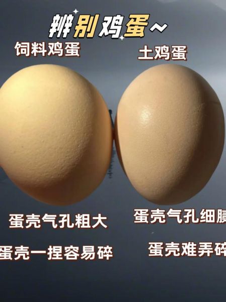 土鸡蛋和普通鸡蛋的区别_土鸡蛋怎么挑选-第2张图片-山城妙识