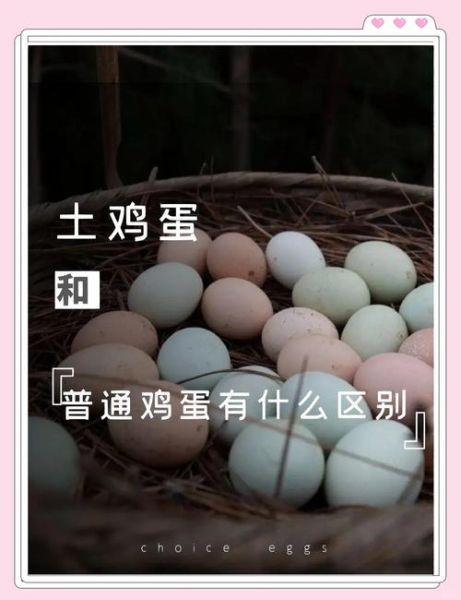土鸡蛋和普通鸡蛋的区别_土鸡蛋怎么挑选-第3张图片-山城妙识