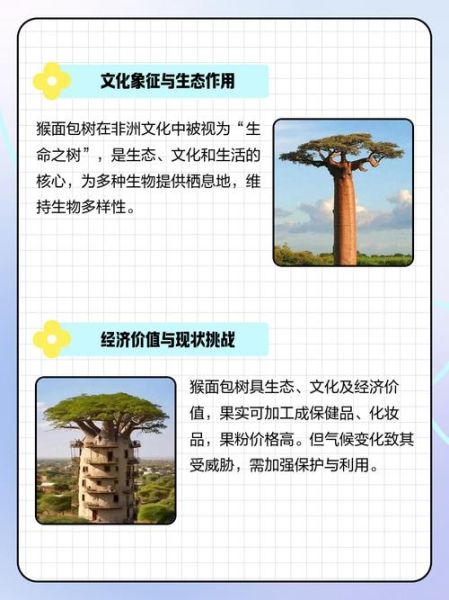 面包树和猴面包树区别_如何一眼分辨-第2张图片-山城妙识 面包树和猴面包树区别_如何一眼分辨-第2张图片-山城妙识