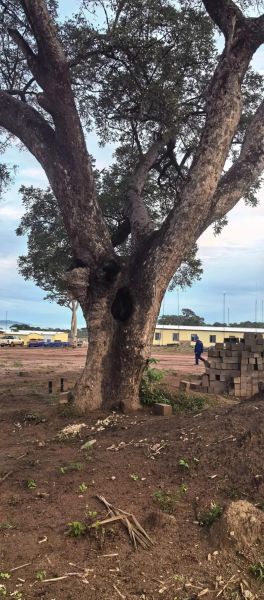 面包树和猴面包树区别_如何一眼分辨-第3张图片-山城妙识 面包树和猴面包树区别_如何一眼分辨-第3张图片-山城妙识