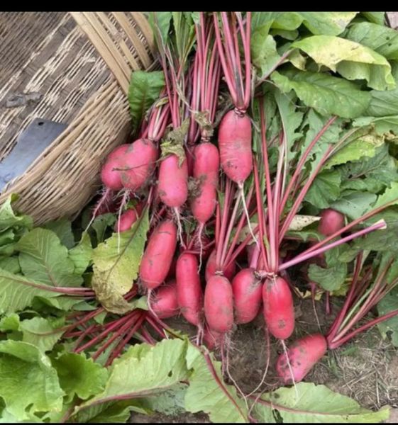 四川泡菜怎么做_正宗泡菜配料有哪些-第3张图片-山城妙识 四川泡菜怎么做_正宗泡菜配料有哪些-第3张图片-山城妙识