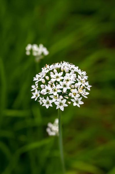 韭菜花吃起来什么味道_韭菜花口感像什么-第1张图片-山城妙识 韭菜花吃起来什么味道_韭菜花口感像什么-第1张图片-山城妙识