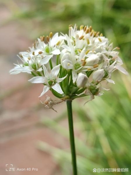 韭菜花吃起来什么味道_韭菜花口感像什么-第2张图片-山城妙识 韭菜花吃起来什么味道_韭菜花口感像什么-第2张图片-山城妙识