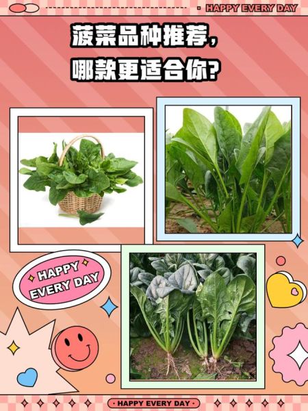 菠菜图片大全大图_如何挑选新鲜菠菜-第2张图片-山城妙识