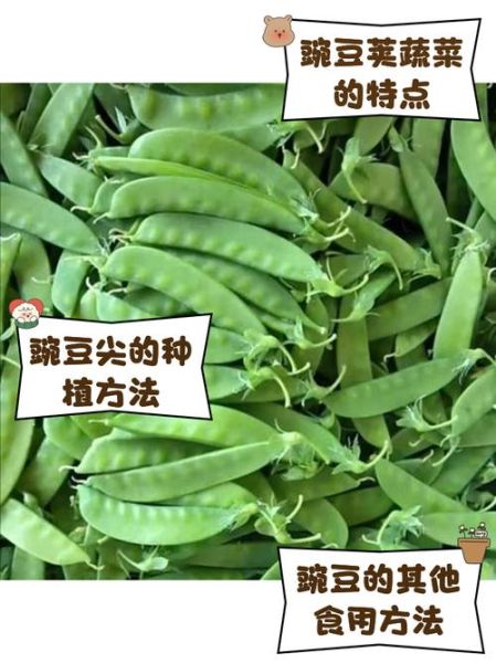 碗豆荚怎么下载_碗豆荚安全吗-第1张图片-山城妙识