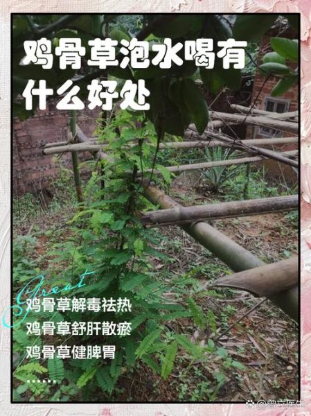 鸡骨草什么人不能吃_鸡骨草禁忌人群-第1张图片-山城妙识