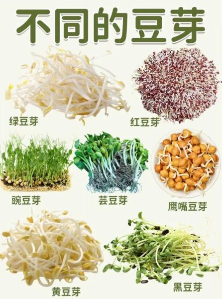 豆芽菜的营养价值_吃豆芽菜有什么好处-第1张图片-山城妙识