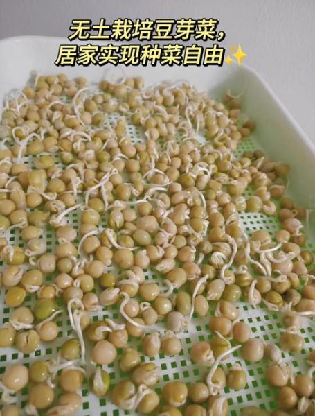 豆芽菜的营养价值_吃豆芽菜有什么好处-第3张图片-山城妙识