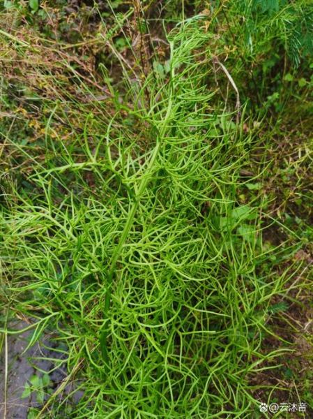 水蕨图片怎么识别_水蕨和铁线蕨区别-第1张图片-山城妙识