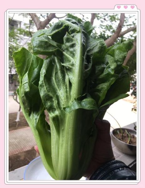 猪乸菜怎么读_猪乸菜是什么菜-第1张图片-山城妙识