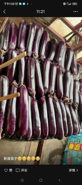 茄子为什么叫落苏_茄子的别名有哪些-第1张图片-山城妙识