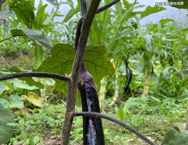 茄子为什么叫落苏_茄子的别名有哪些-第2张图片-山城妙识