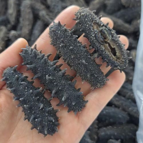 烟台海参批发市场在哪里_价格行情如何-第3张图片-山城妙识