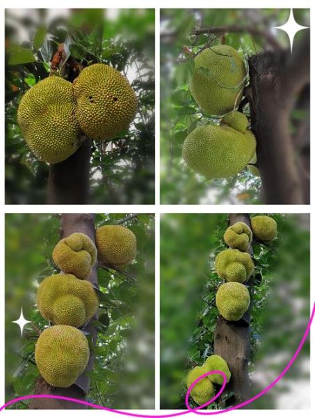 菠萝菠萝蜜歌曲视频在线观看免费3_哪里能看高清完整版-第1张图片-山城妙识