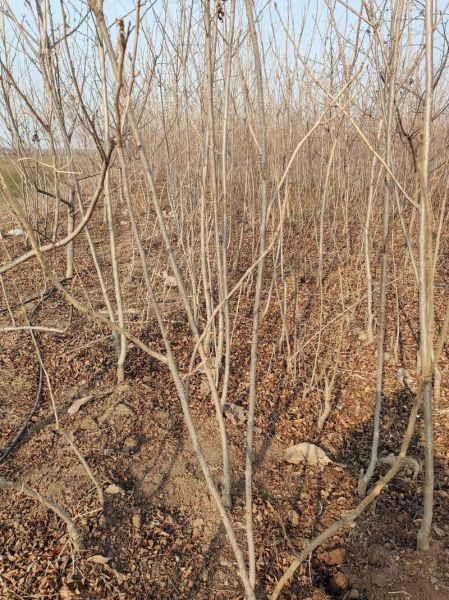 薄皮核桃苗怎么选_薄皮核桃苗价格多少钱一棵-第2张图片-山城妙识