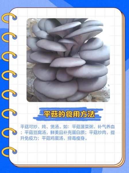 平菇种植技术培训_平菇栽培常见问题-第1张图片-山城妙识