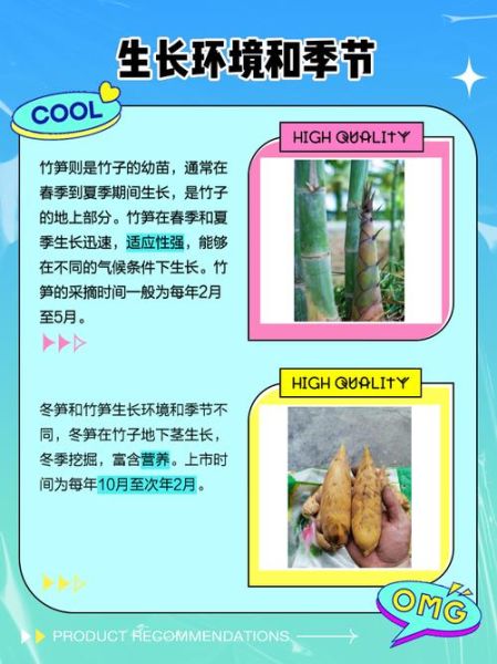 春笋和冬笋哪个营养更高_春笋和冬笋营养价值对比-第2张图片-山城妙识