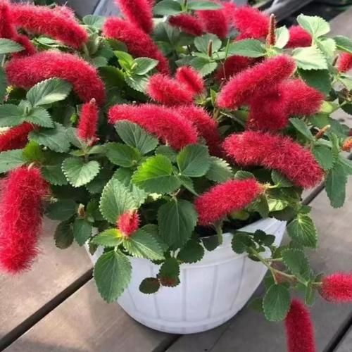 吊兰有毒吗_对猫狗有没有毒-第1张图片-山城妙识