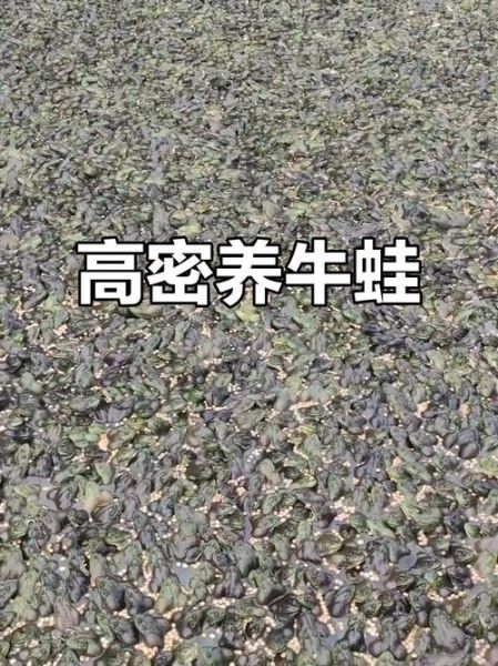 牛蛙养殖场怎么选_牛蛙养殖基地哪家好-第3张图片-山城妙识