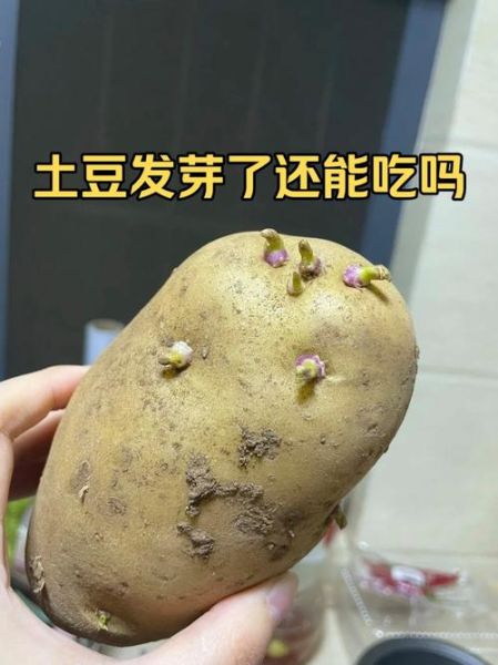 土豆发芽吃了中毒症状_发芽土豆中毒怎么办-第1张图片-山城妙识