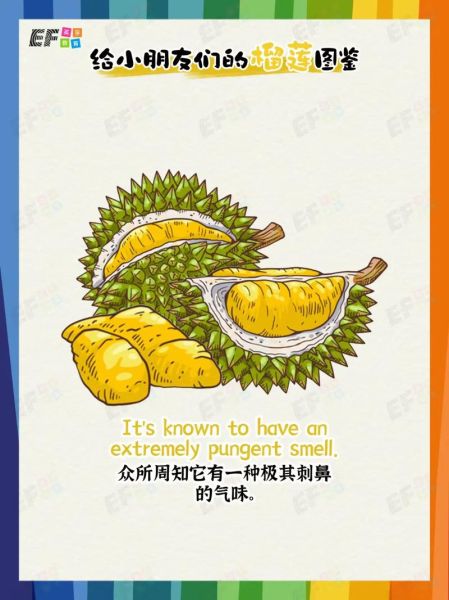 榴莲英文怎么读_durian发音详解-第1张图片-山城妙识