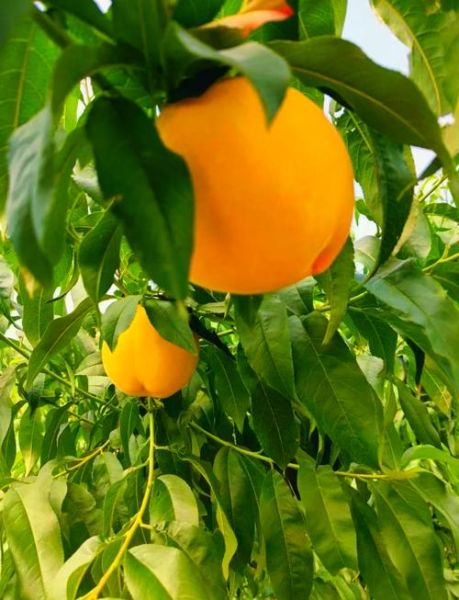 黄桃图片库怎么找_黄桃高清图片下载方法-第1张图片-山城妙识