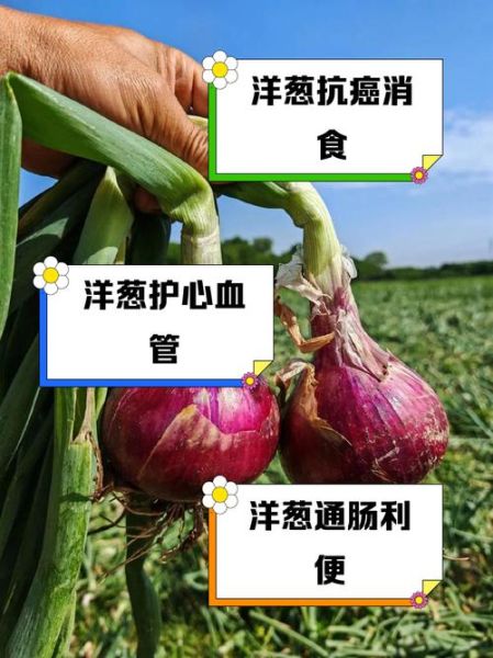 洋葱对男性性功能有好处吗_怎么吃才有效-第2张图片-山城妙识 洋葱对男性性功能有好处吗_怎么吃才有效-第2张图片-山城妙识