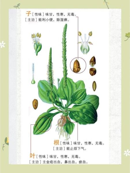 盐车前子能长期吃吗_盐车前子的功效与作用及禁忌-第3张图片-山城妙识