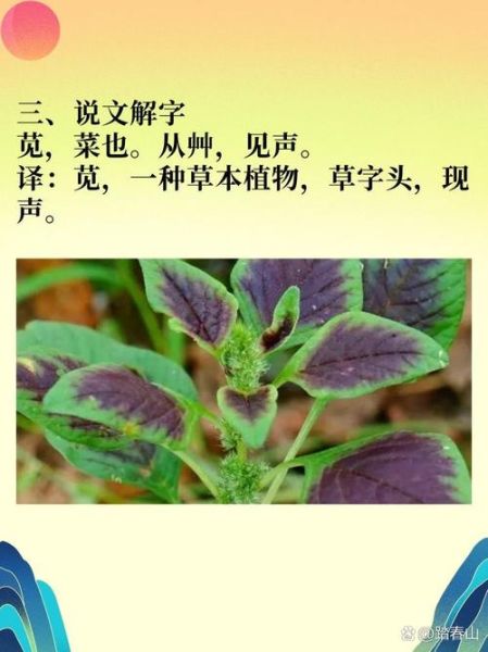 苋的拼音是什么_苋怎么读才标准-第1张图片-山城妙识