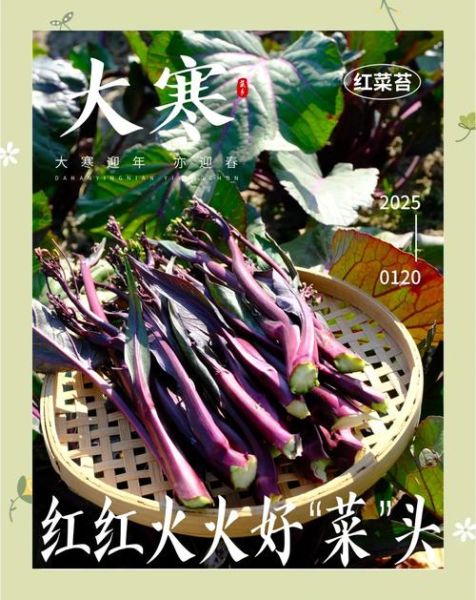 大寒吃什么蔬菜_大寒养生蔬菜推荐-第2张图片-山城妙识 大寒吃什么蔬菜_大寒养生蔬菜推荐-第2张图片-山城妙识