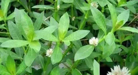 苋的拼音是什么_苋怎么读才标准-第3张图片-山城妙识