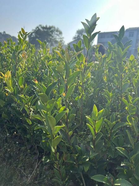 油茶树怎么种植_油茶树管理技术要点-第2张图片-山城妙识