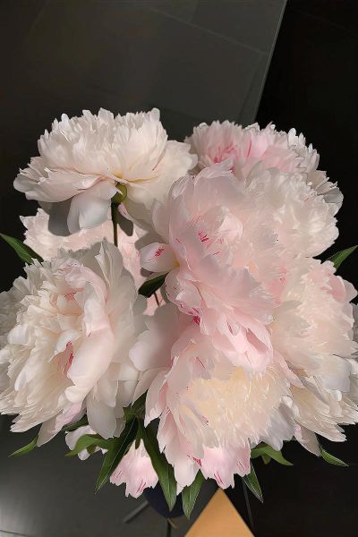 芍药花语是什么_芍药图片高清大图怎么找-第1张图片-山城妙识