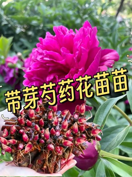 芍药花语是什么_芍药图片高清大图怎么找-第3张图片-山城妙识