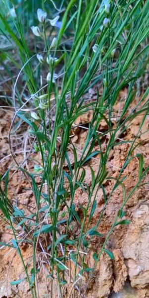 远志长什么样_远志图片怎么辨认-第1张图片-山城妙识 远志长什么样_远志图片怎么辨认-第1张图片-山城妙识