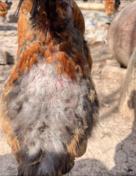 田鸡寄生虫图片_田鸡寄生虫怎么去除-第1张图片-山城妙识