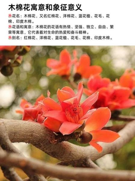 木棉花的花语是什么_木棉花象征意义有哪些-第1张图片-山城妙识