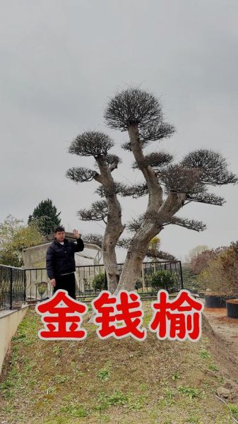 金钱榆树图片_如何辨别真假-第1张图片-山城妙识